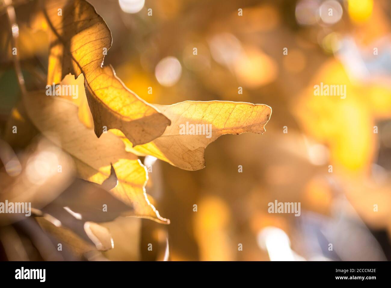 Brown Gum Tree Leaves shining in the sunlight, Cape Town, South Africa ...