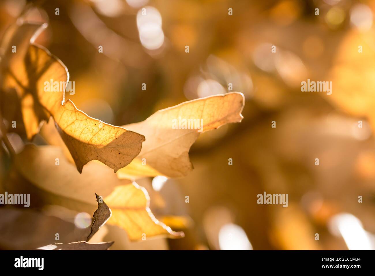 Brown dead gum leaves hi-res stock photography and images - Alamy