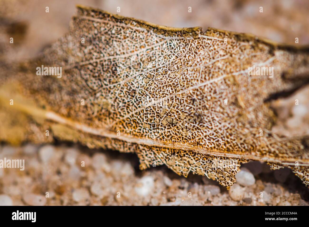 Dead gum leaves hi-res stock photography and images - Alamy