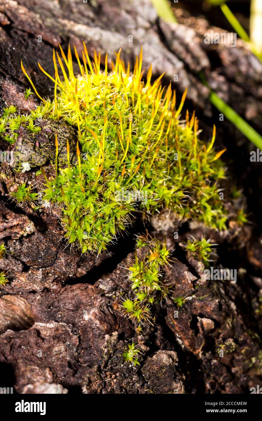 Sphagnum Moss Garden High Resolution Stock Photography and Images - Alamy