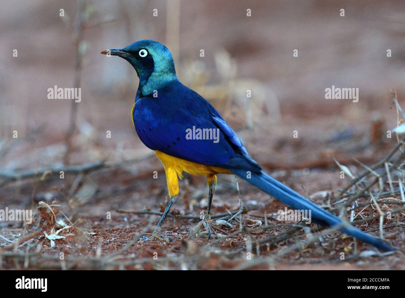 Golden-breasted Starling (Lamprotornis regius) near Negelle in Ethiopia ...