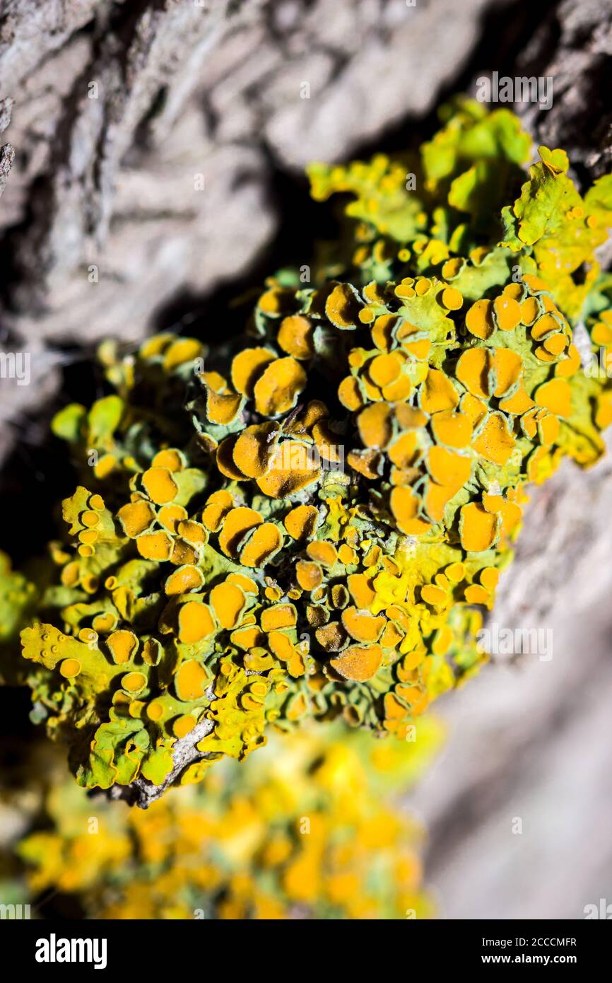 Green moss plant growing on a wet rock (Bryophyta), Cape Town, South ...