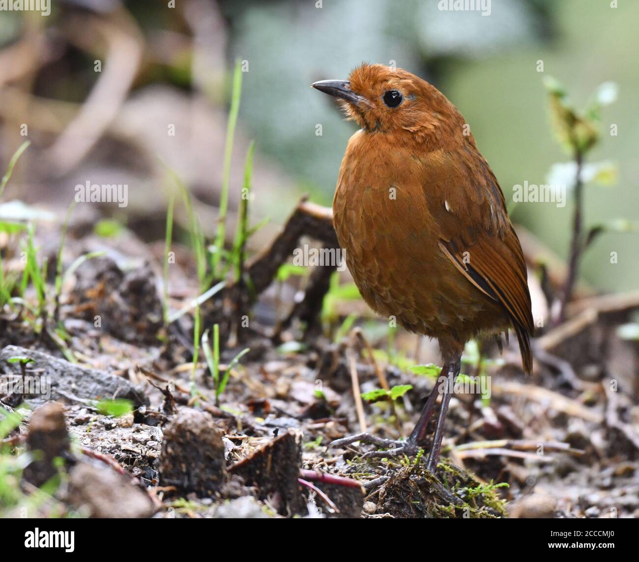 Rufous Antpitta (Grallaria rufula) at Yanacocha nature reserve, west ...