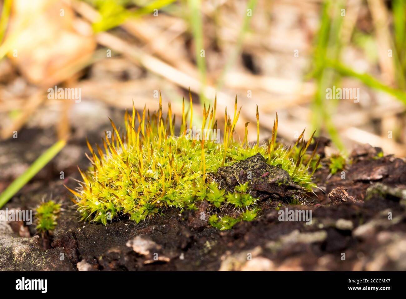 Green moss plant growing on a wet rock (Bryophyta), Cape Town, South ...