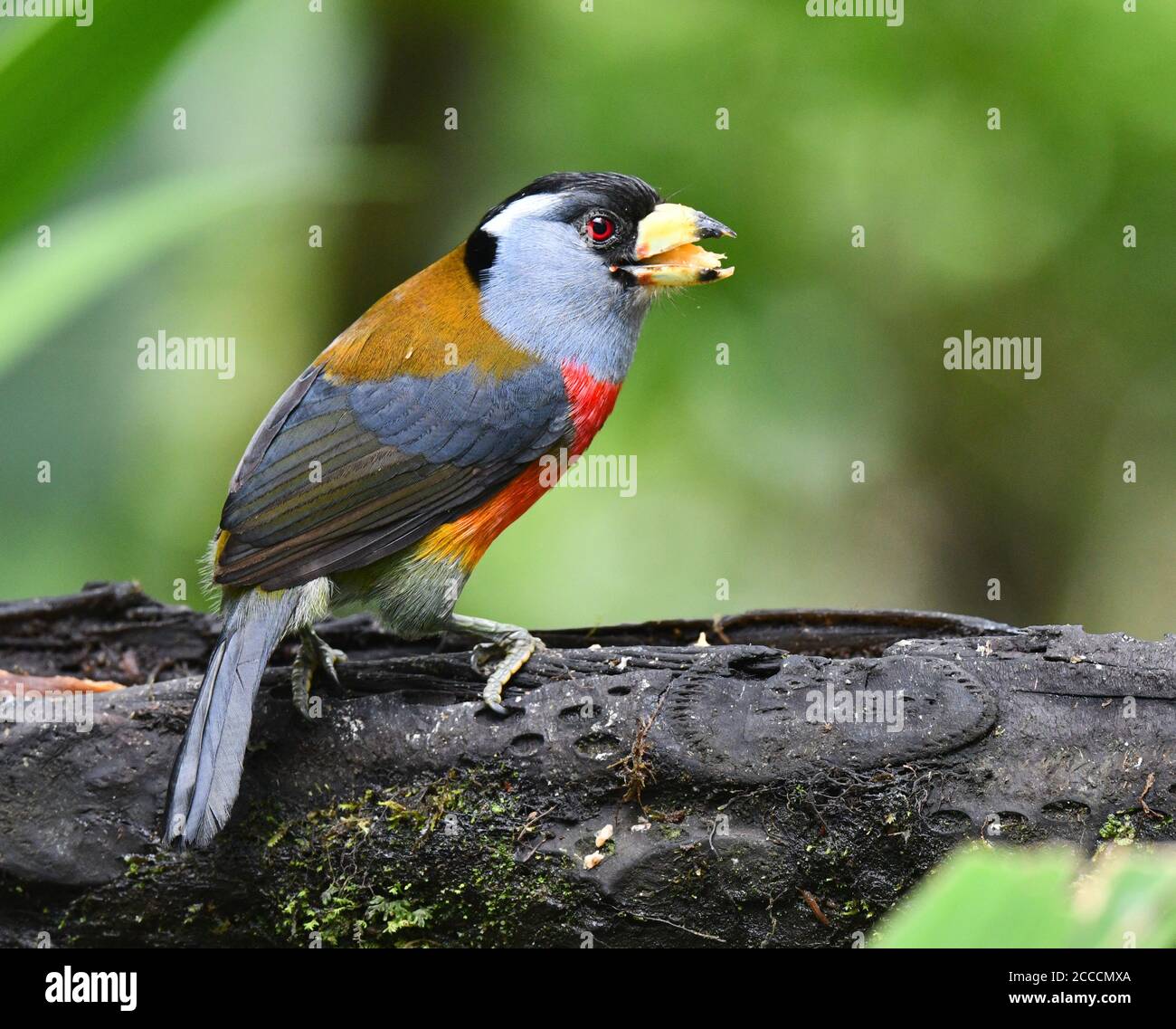 Toucan Barbet (Semnornis ramphastinus) in Mashpi reserve on the western ...