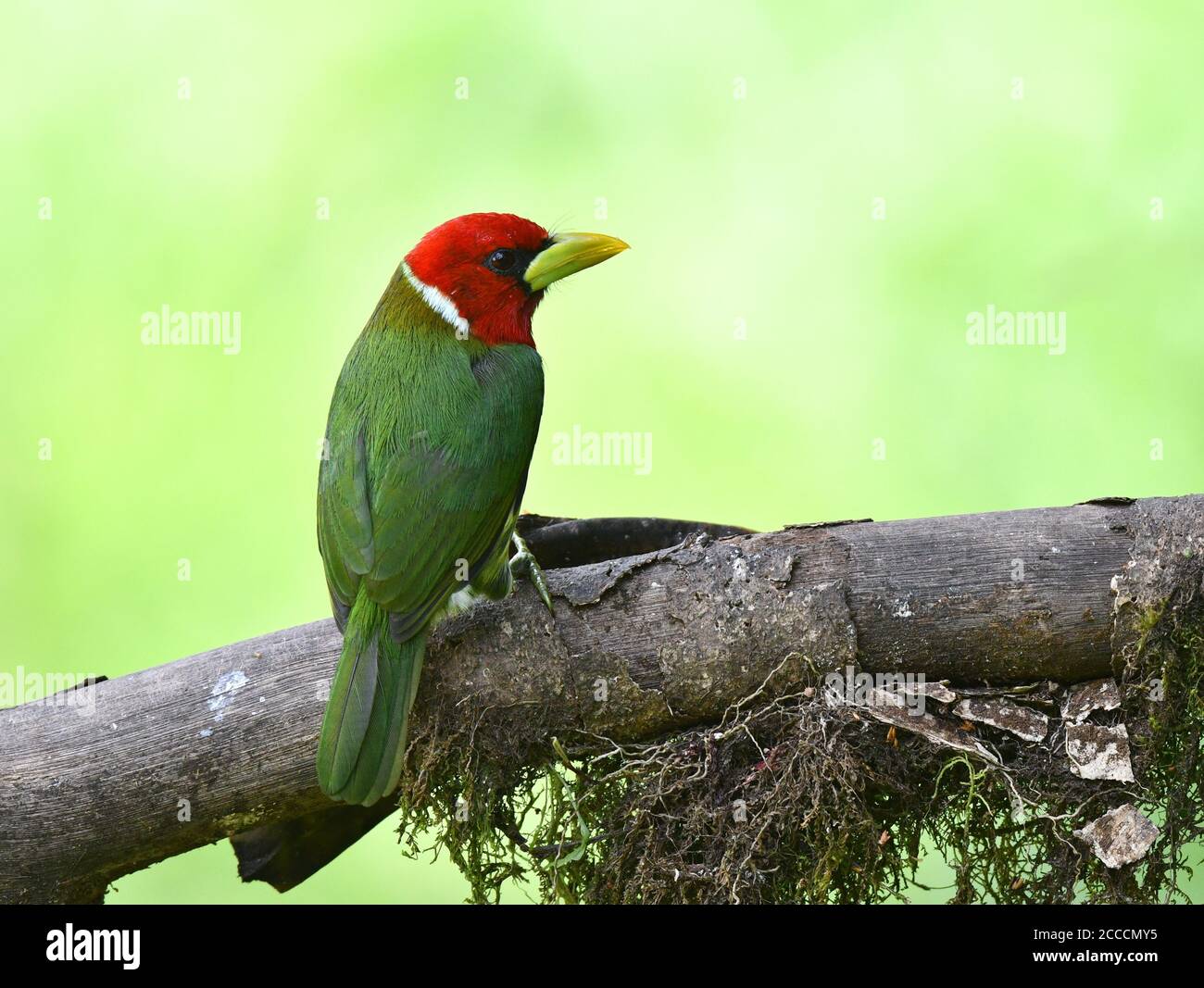 American barbet hi-res stock photography and images - Alamy
