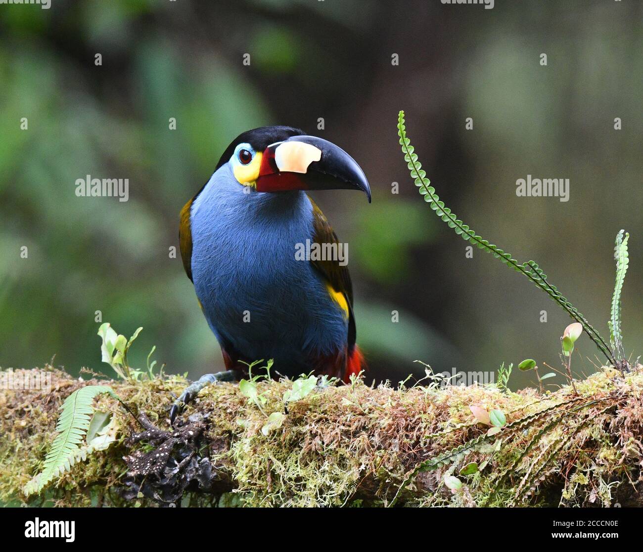 Plate-billed Mountain Toucan (Andigena laminirostris) at Bellavista ...