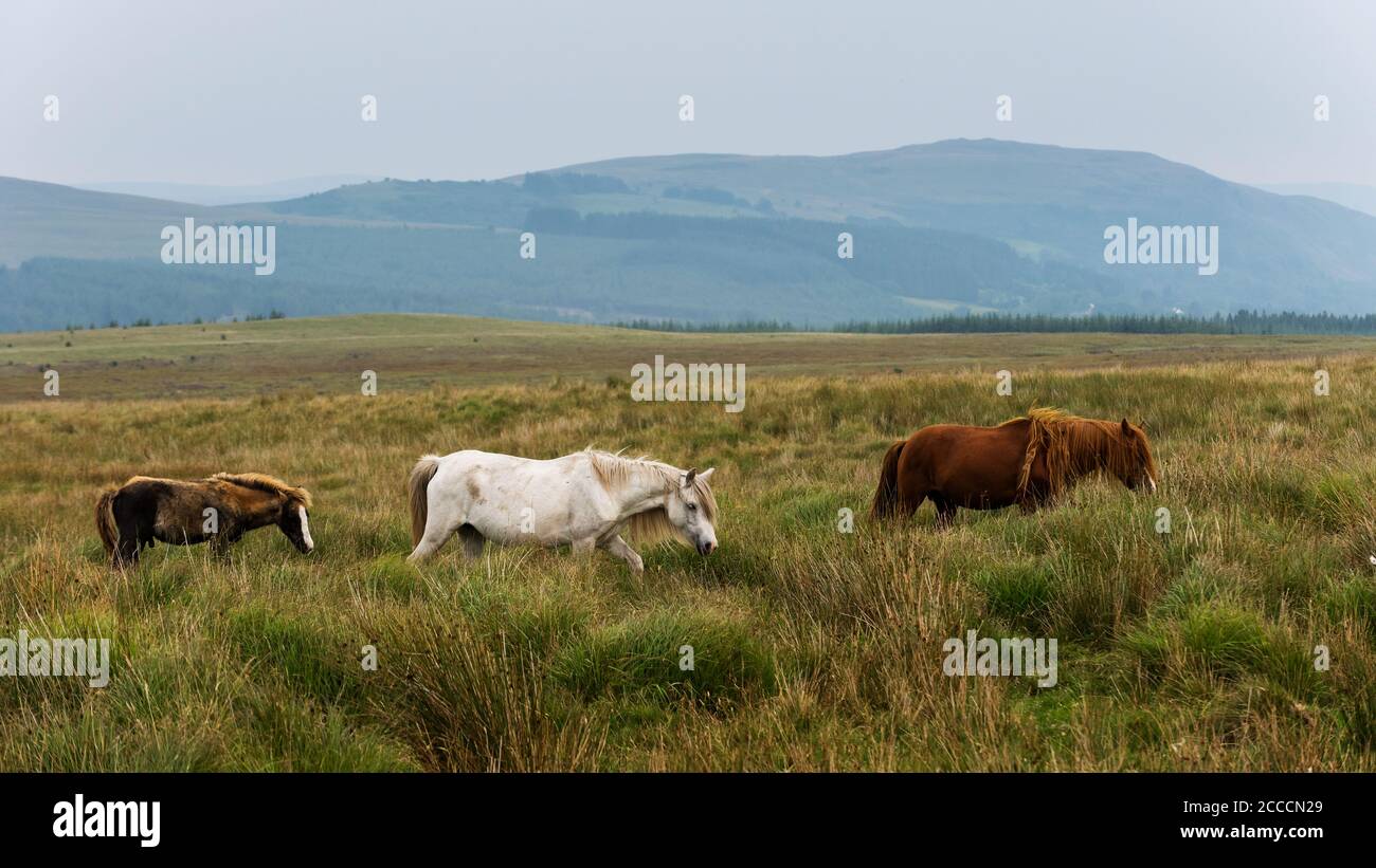 Wild Horses from Brecon Beacons National Park in Wales Stock Photo - Alamy