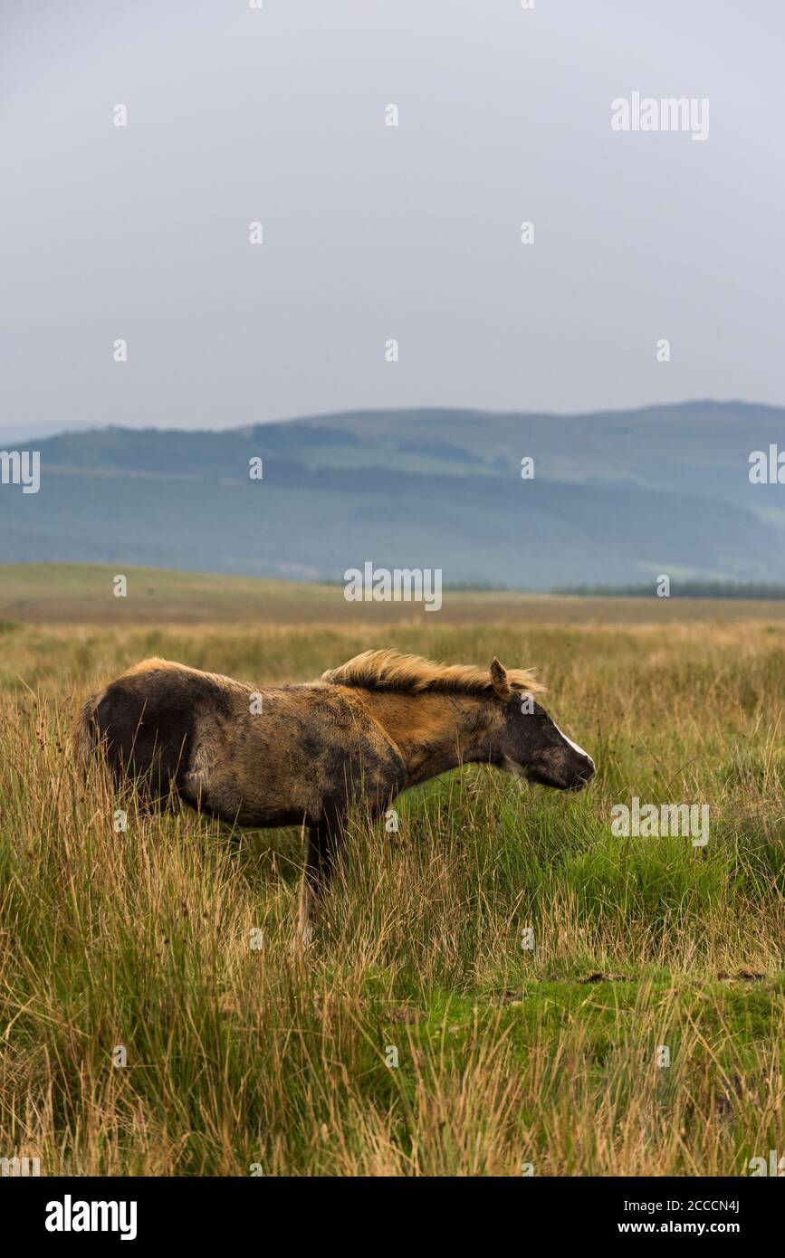 Wild Horses from Brecon Beacons National Park in Wales Stock Photo - Alamy