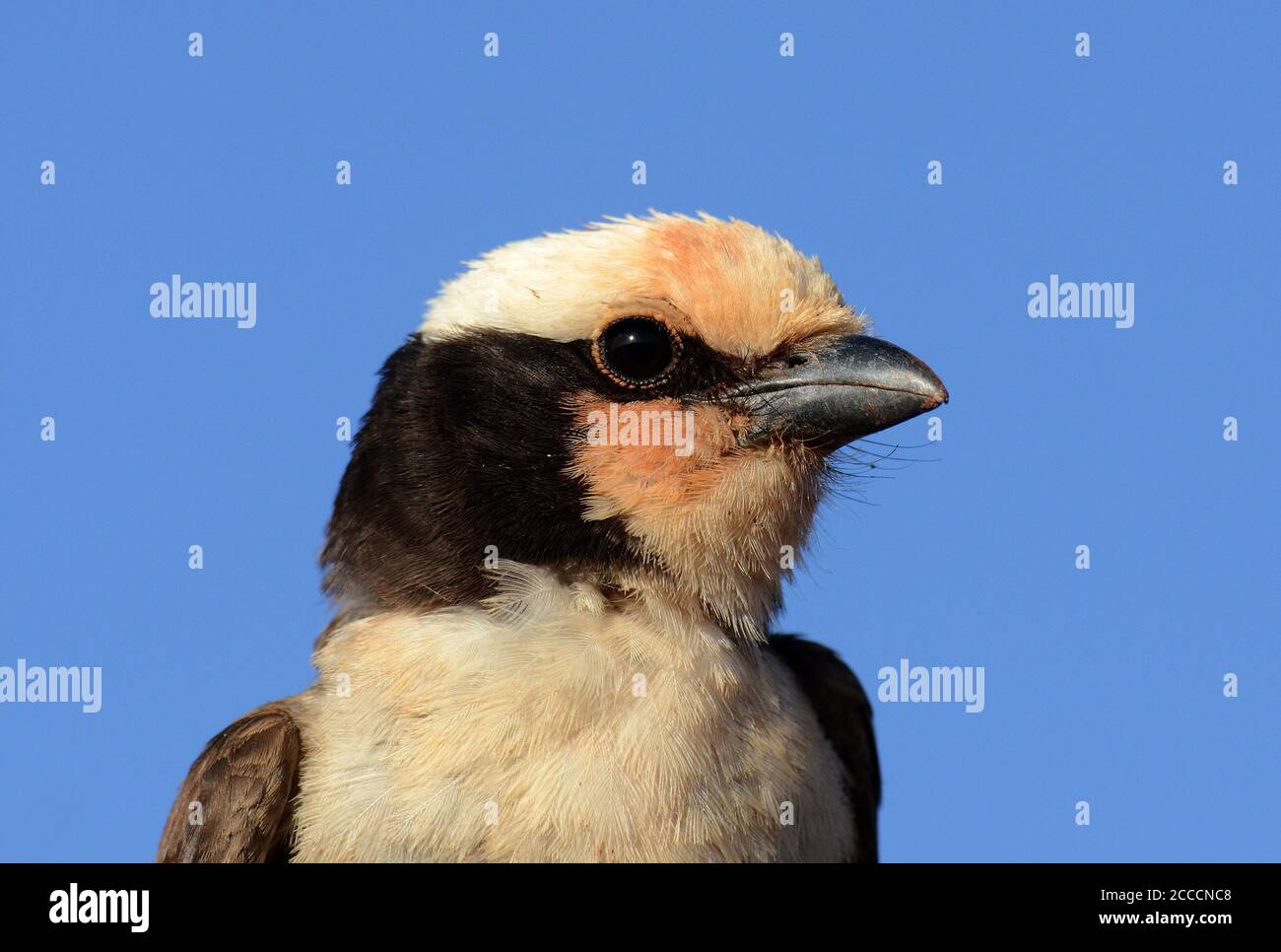 Closeup of an adult Northern White-crowned Shrike (Eurocephalus ...
