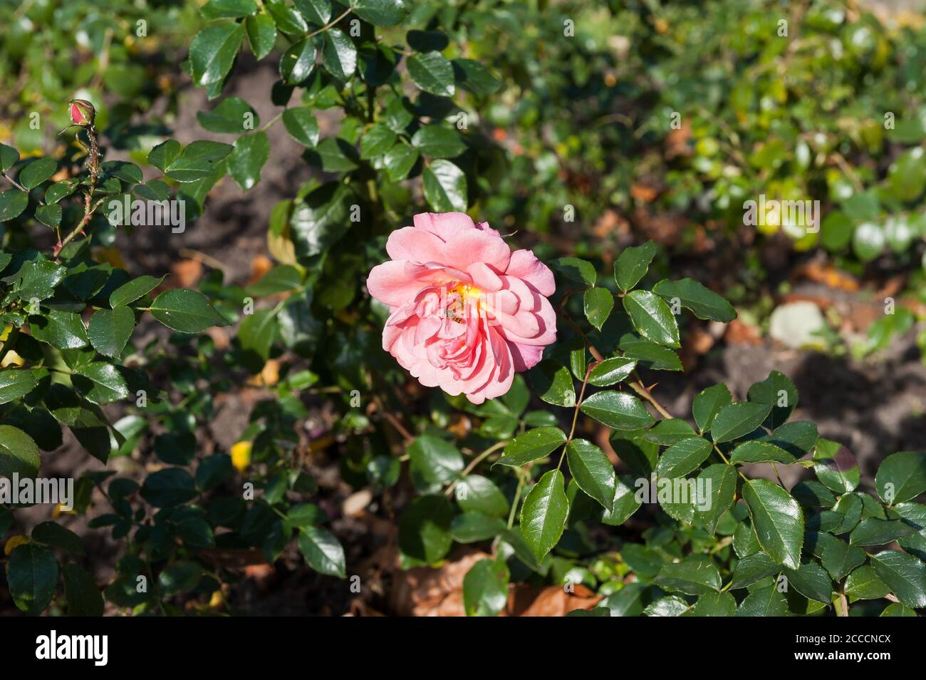 Poland rose garden hi-res stock photography and images - Alamy