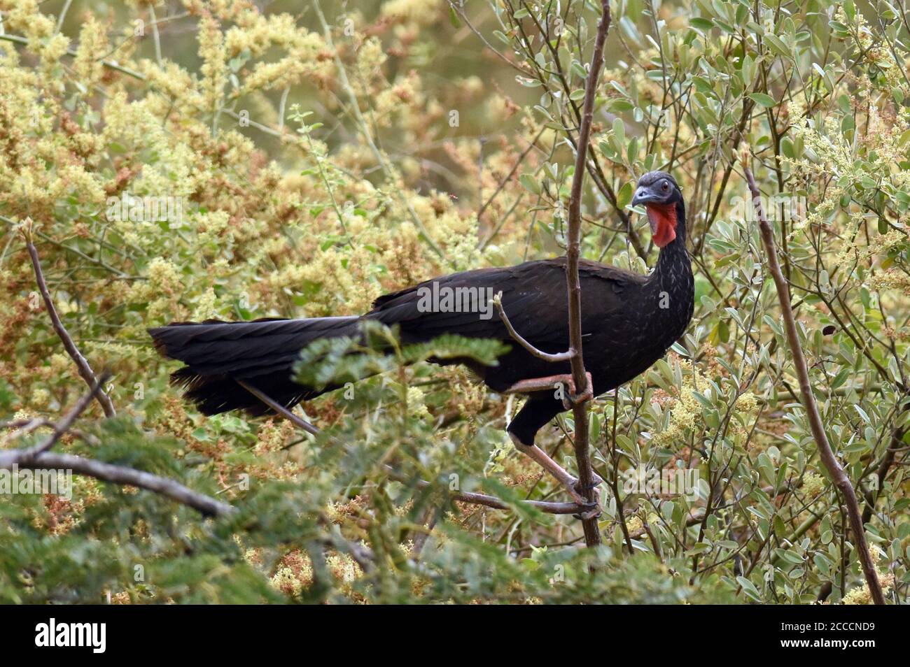 White-winged Guan (Penelope albipennis) in Chaparri Private ...