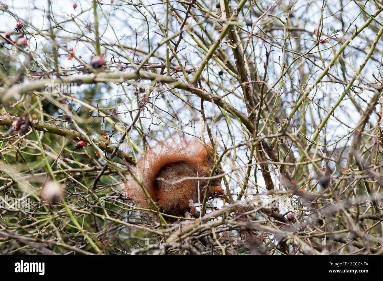 Red squirrel in Ujazdow Park in Warsaw, Poland Stock Photo - Alamy