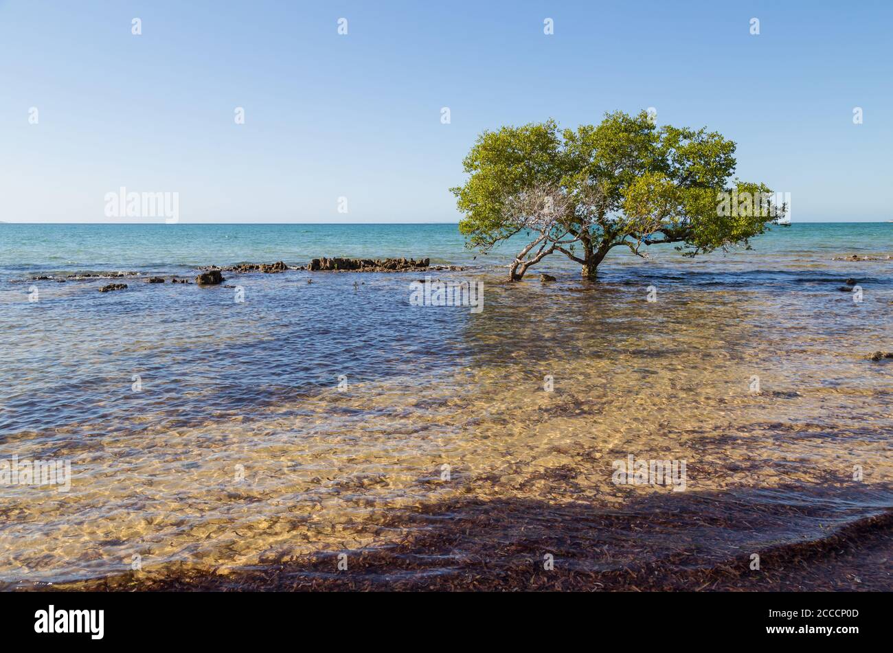 tree in the water on beach in Mozambique Stock Photo - Alamy