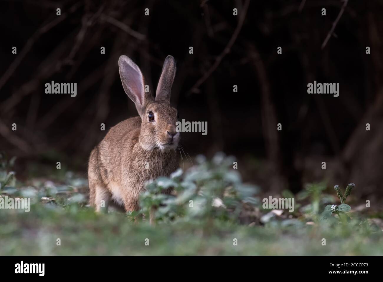 European rabbit (Oryctolagus cuniculus) feeding in a shrubby area Stock ...