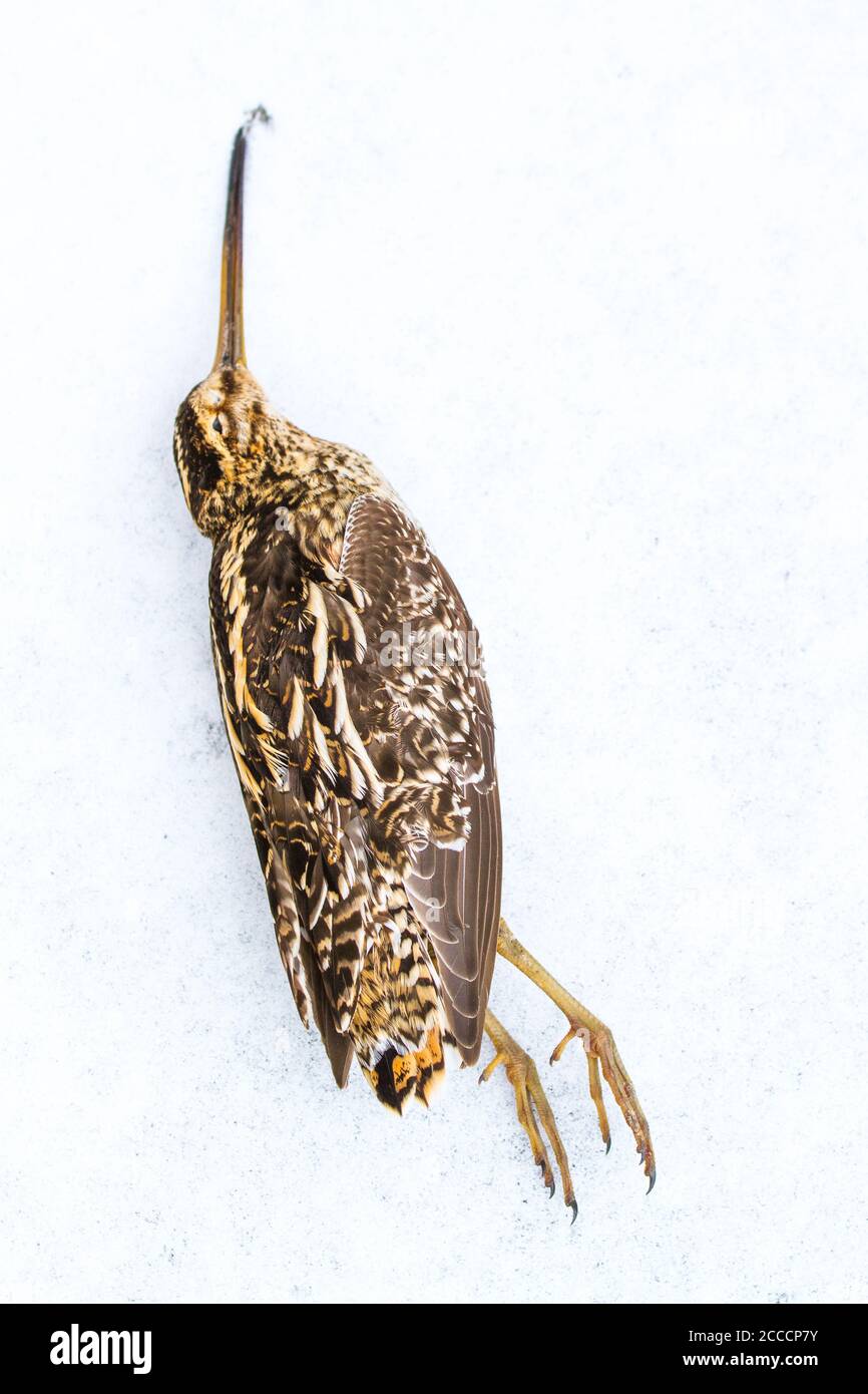 Dead Common Snipe (Gallinago gallinago) after a cold spell in The ...