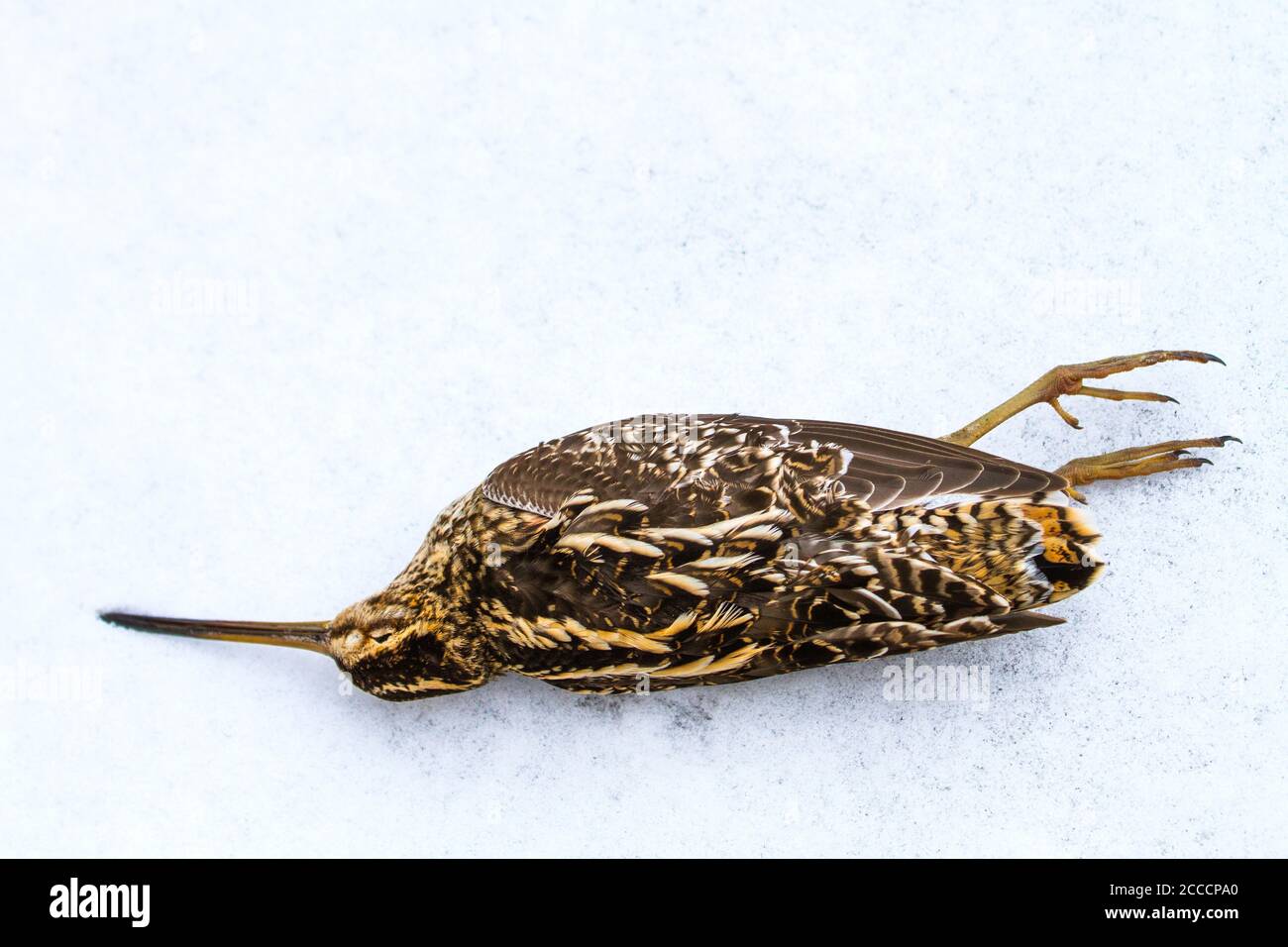 Dead Common Snipe (Gallinago gallinago) after a cold spell in The ...