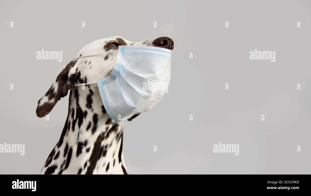 Pet hazard hi-res stock photography and images - Alamy