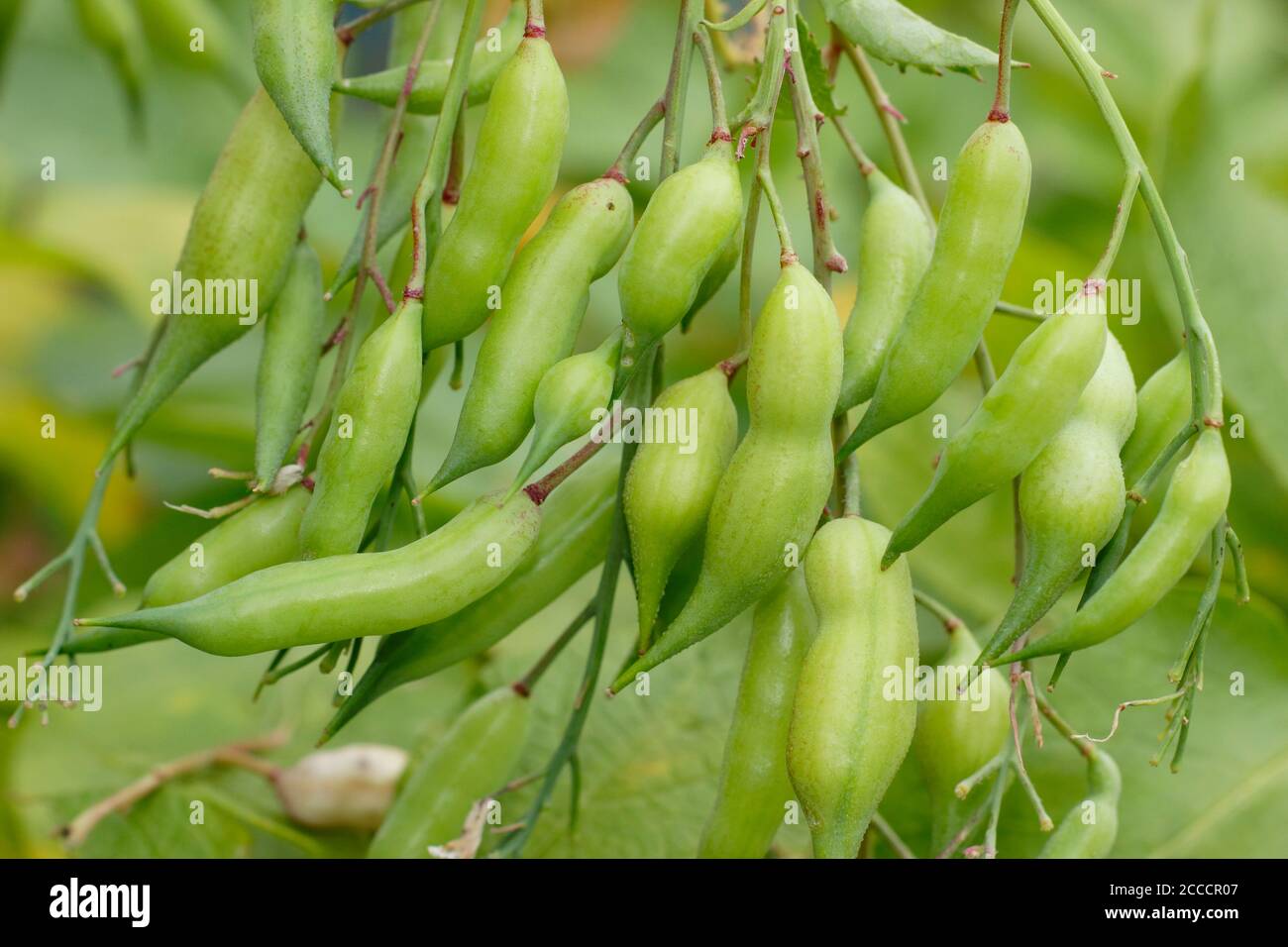 Seed seed pod hi-res stock photography and images - Alamy