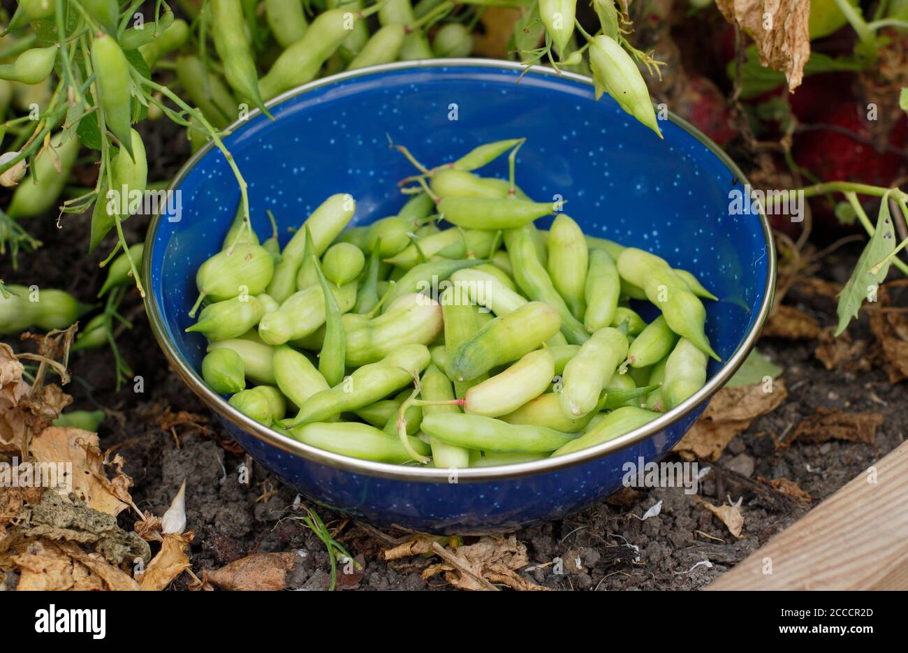 Raphanus sativus seed pod hi-res stock photography and images - Alamy
