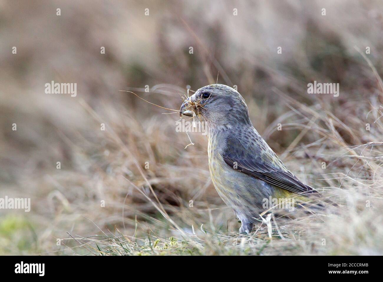 Female Parrot Crossbill (Loxia pytyopsittacus) plucking nest material ...