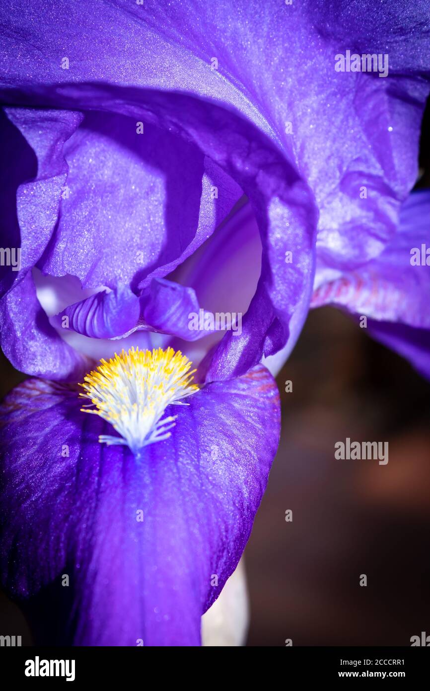 Closeup of a Purple iris (Iridaceae) garden Flower, Cape Town, South ...