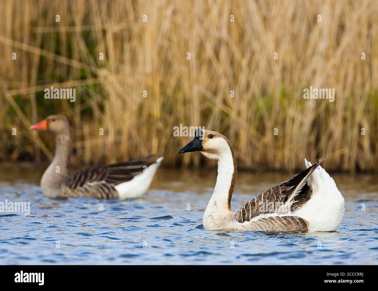 Swimming Chinese Goose, a breed of domesticated goose descended from ...