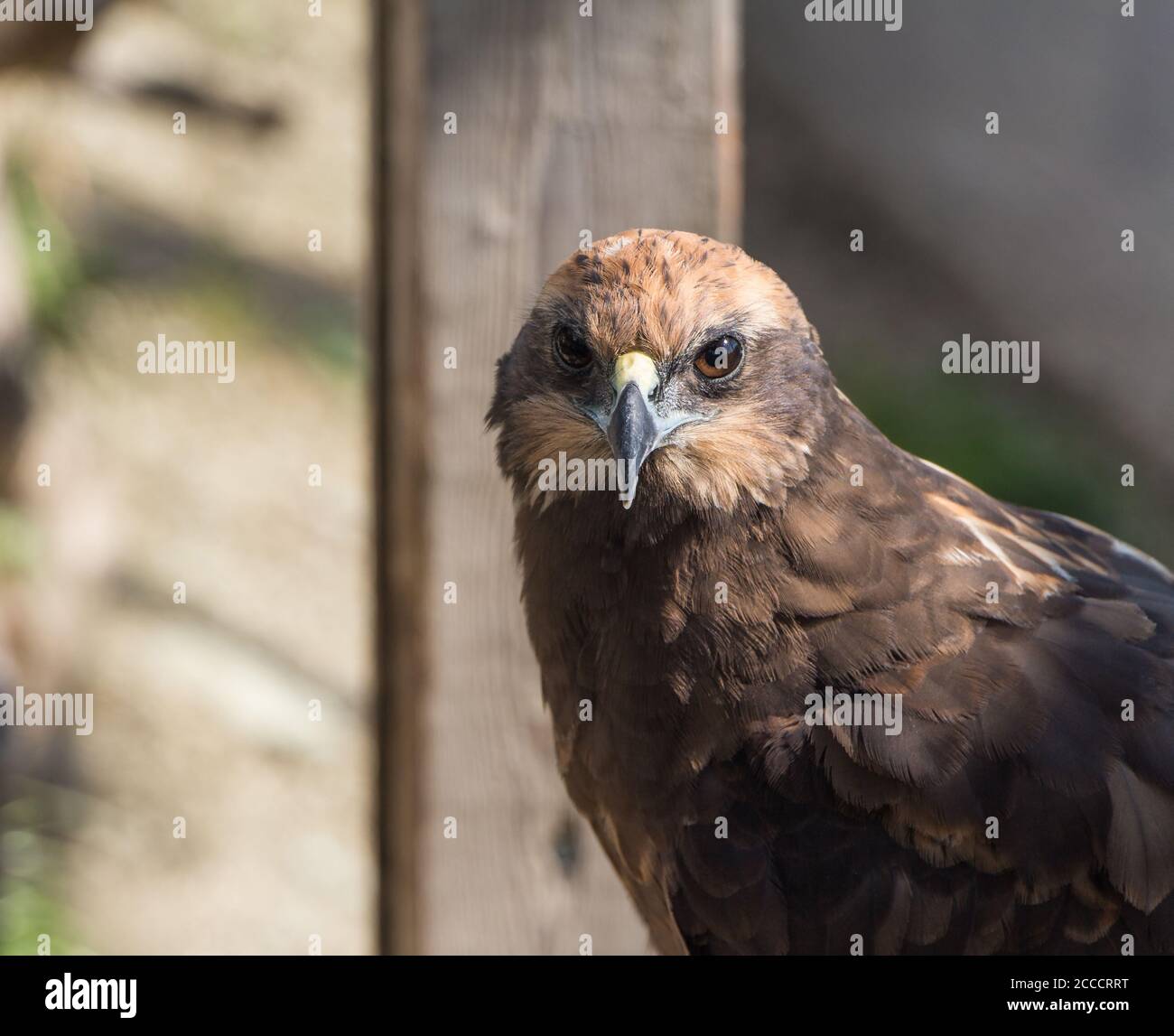 Western marsh harrier, hawk looking into the camera Stock Photo - Alamy