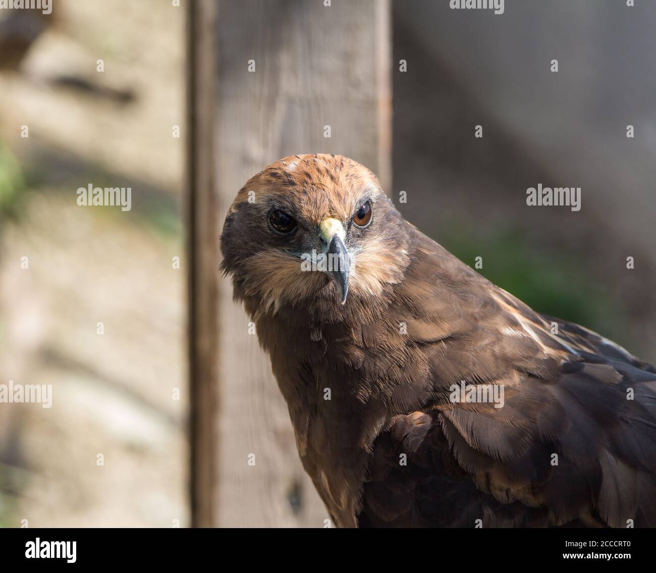 Harrier Marsh Hawk High Resolution Stock Photography and Images - Alamy