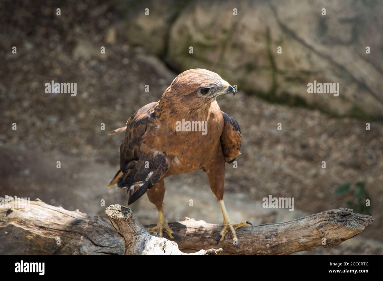 Western marsh harrier, hawk sits on a snag Stock Photo - Alamy