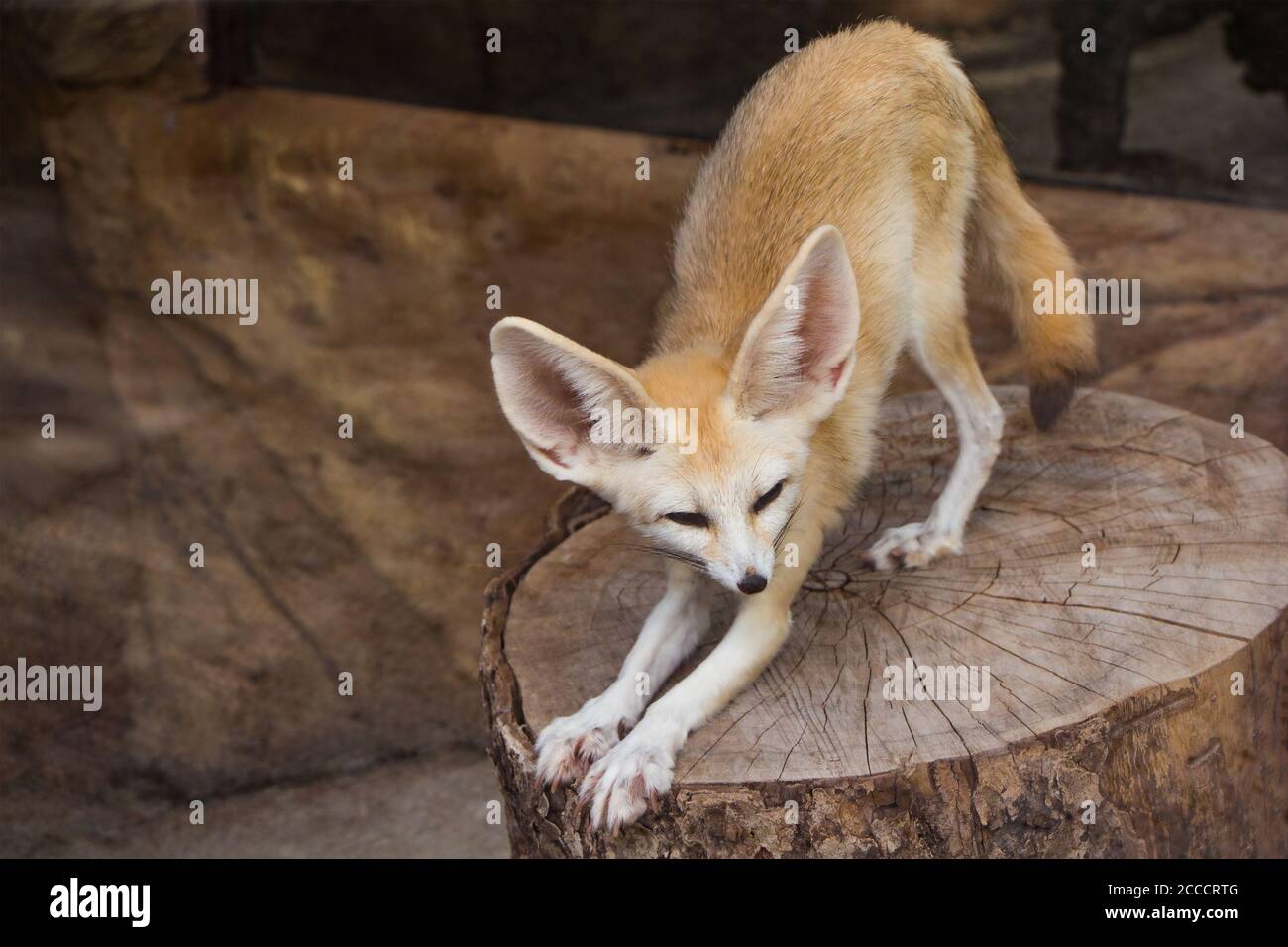 Fennec fox with big ears, Vulpes zerda Stock Photo - Alamy