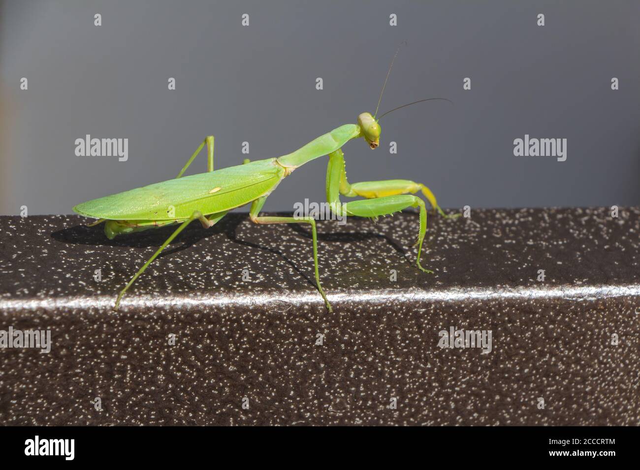 Green praying mantis european hi-res stock photography and images - Alamy
