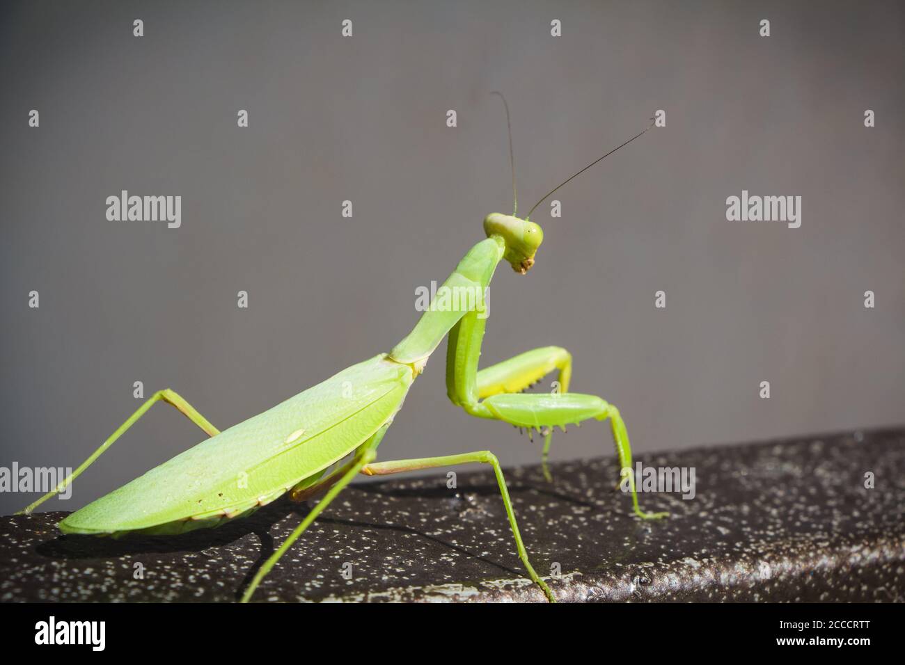 The European mantis in the city, Mantis religiosa Stock Photo - Alamy