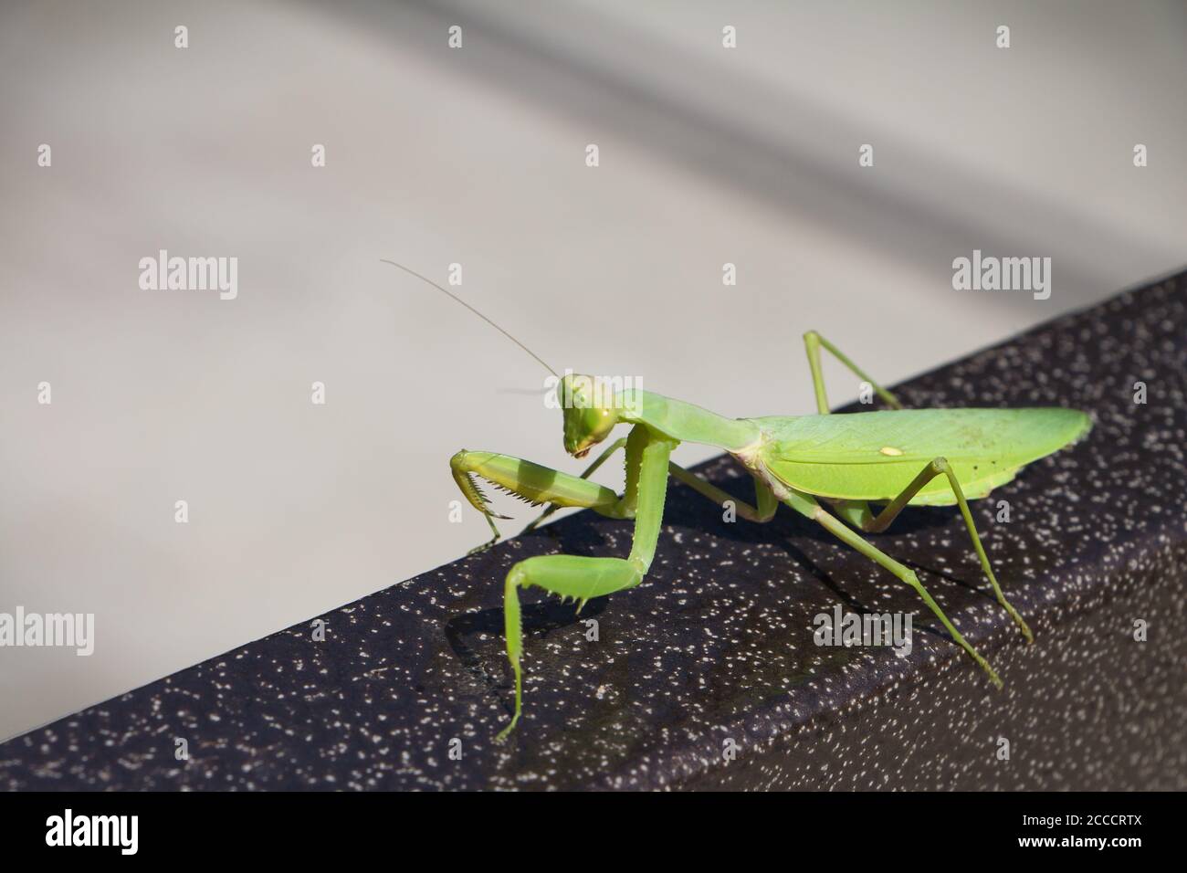City wildlife exploration hi-res stock photography and images - Alamy