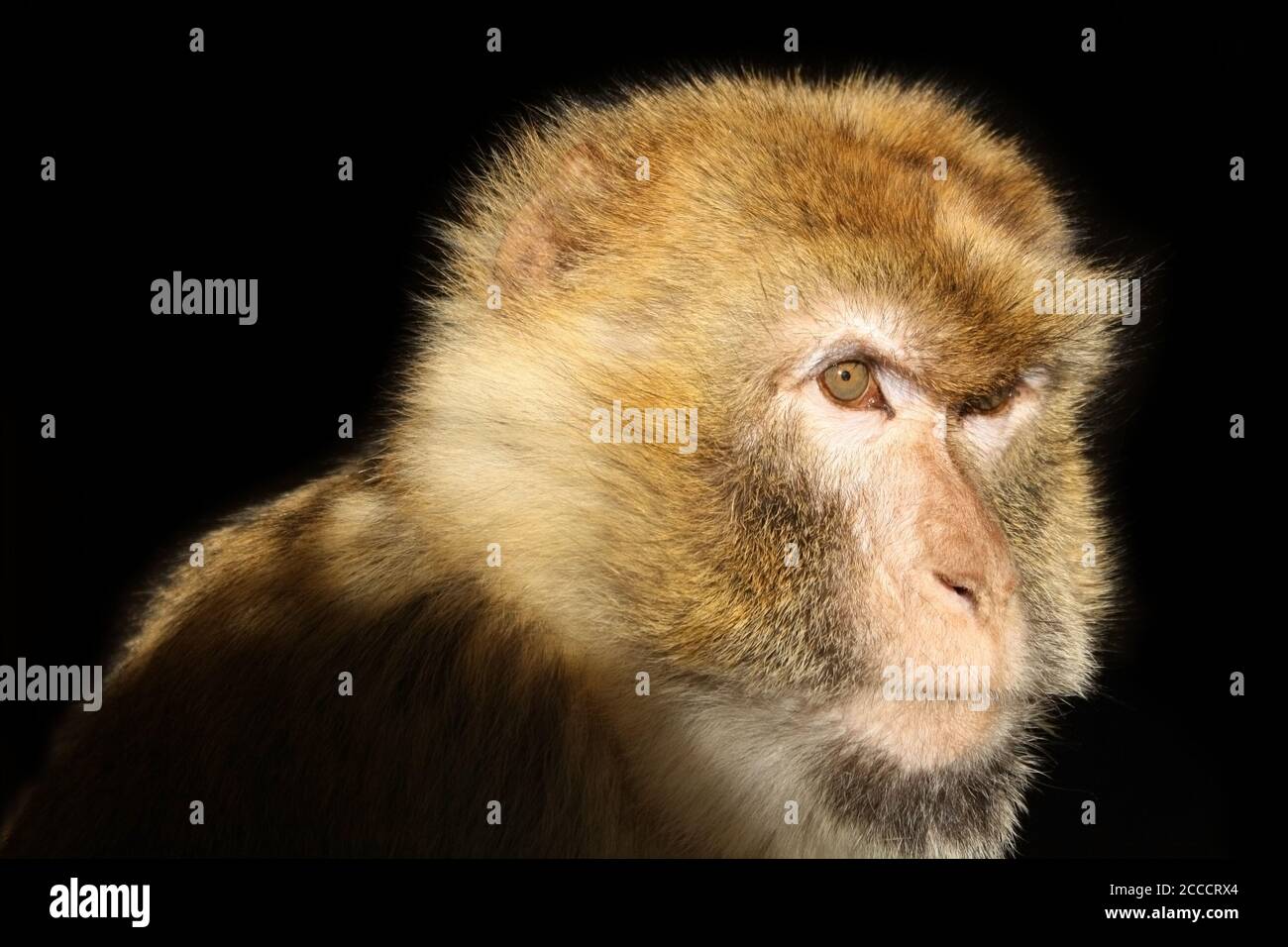 Monkey looking in a distance on a black background Stock Photo - Alamy