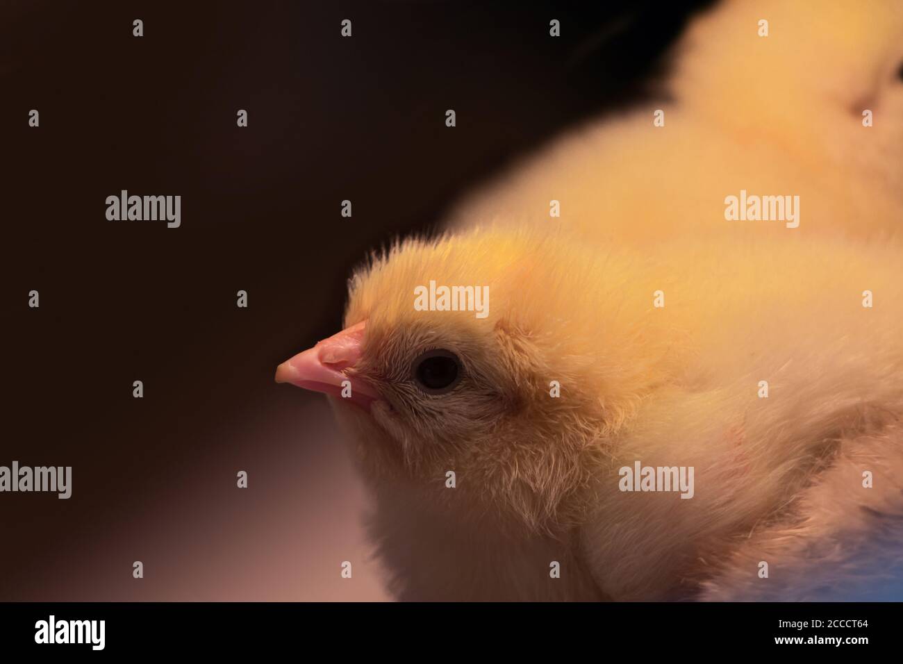 Baby yellow chicks hi-res stock photography and images - Alamy