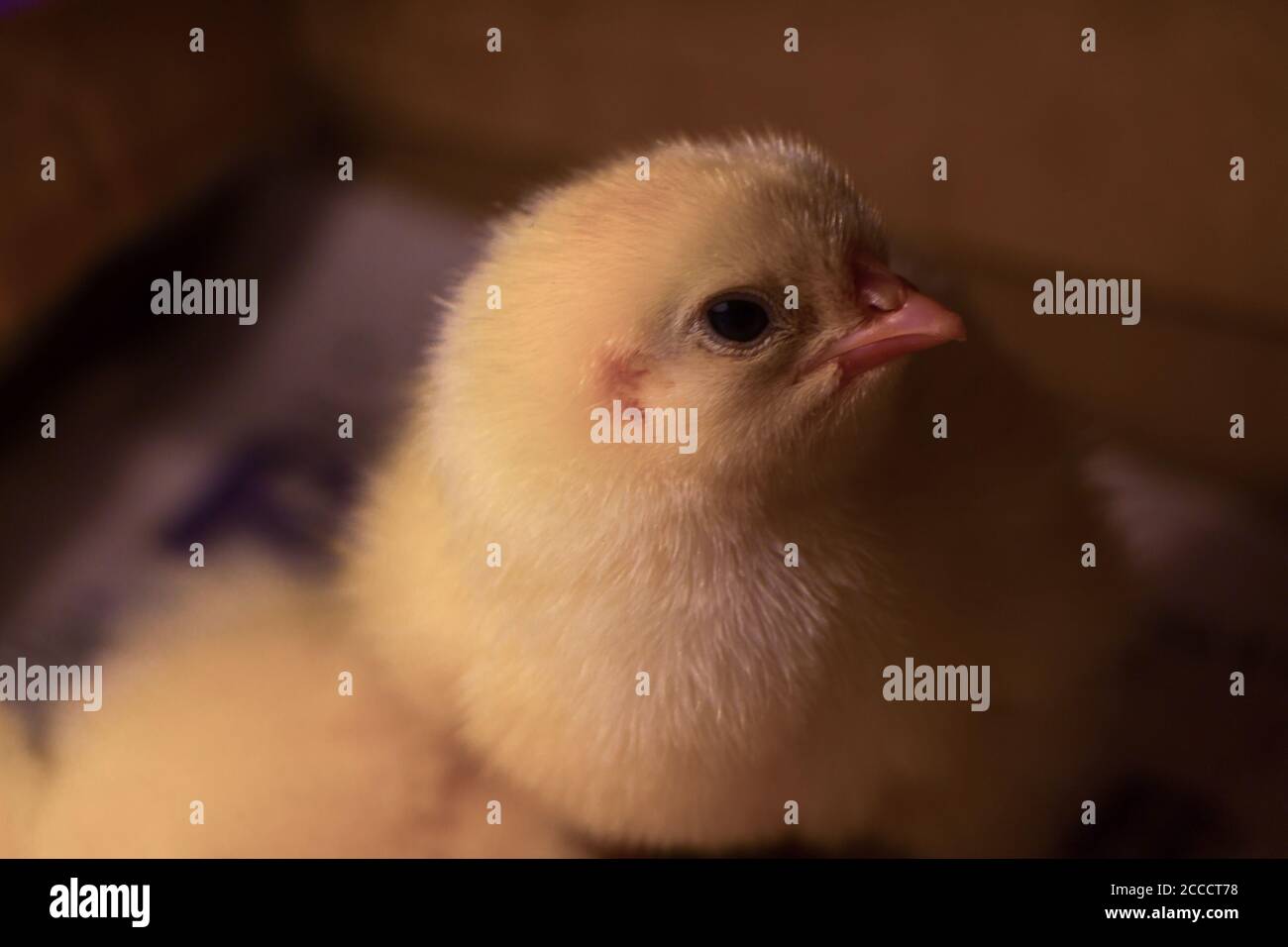 Baby chicken curiosity hi-res stock photography and images - Alamy