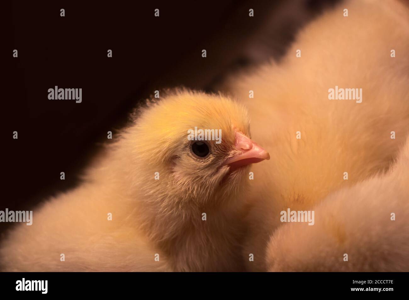 Little yellow chicks hi-res stock photography and images - Alamy