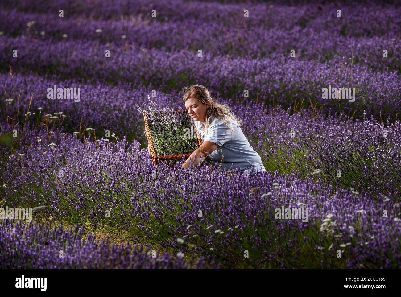 On yorkshire lavender farm hi-res stock photography and images - Alamy