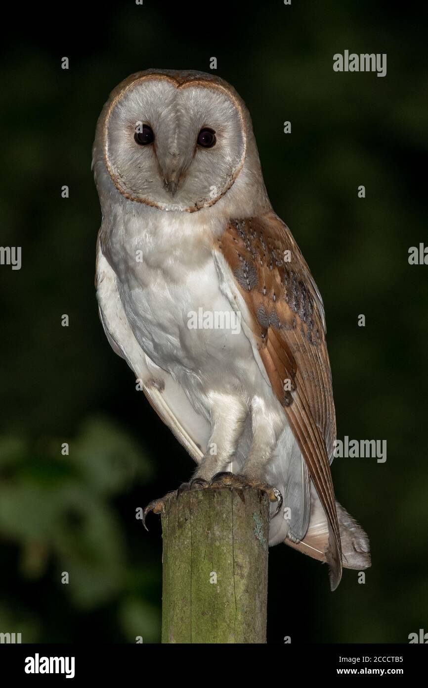 Barn owls uk night hi-res stock photography and images - Alamy