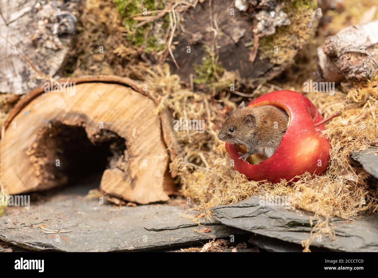 Bank vole in an apple hi-res stock photography and images - Alamy