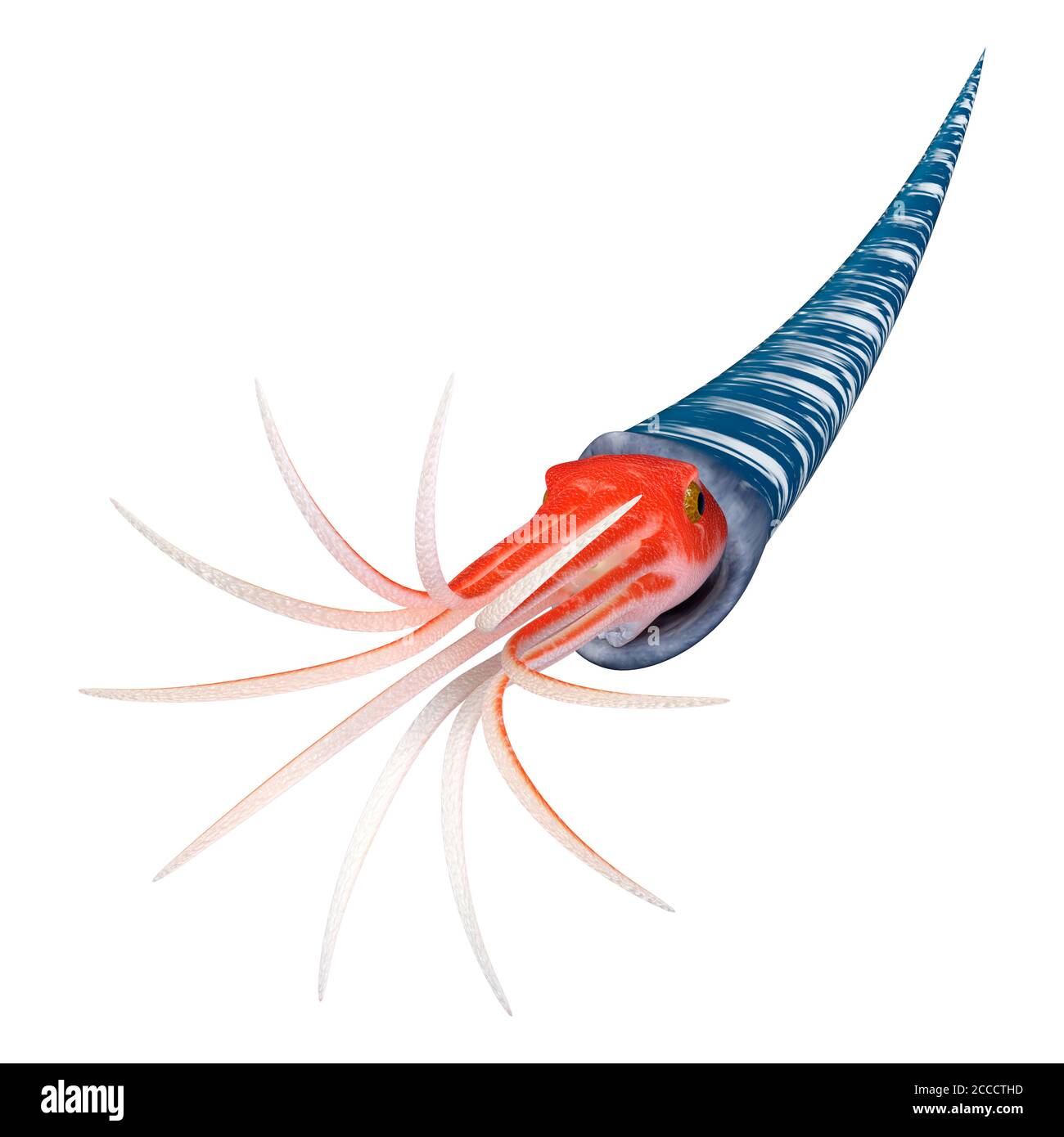 3D rendering of a Baculites, extinct shelled cephalopod animal isolated ...