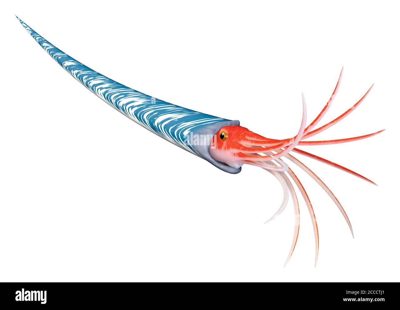 3D rendering of a Baculites, extinct shelled cephalopod animal isolated ...