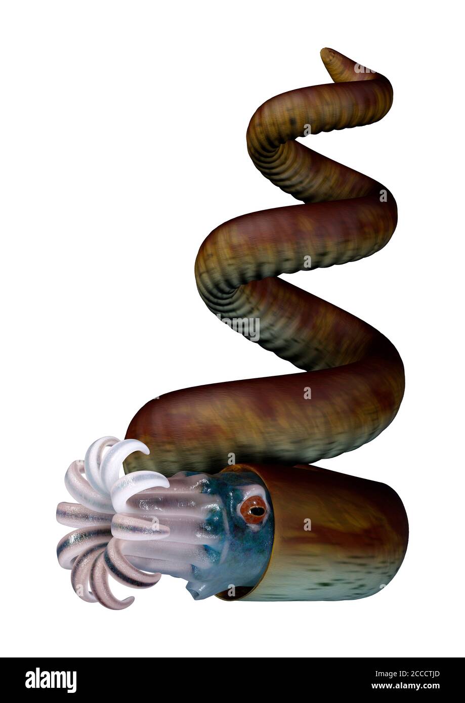 3D rendering of a Bostrychoceras, extinct shelled cephalopod animal ...