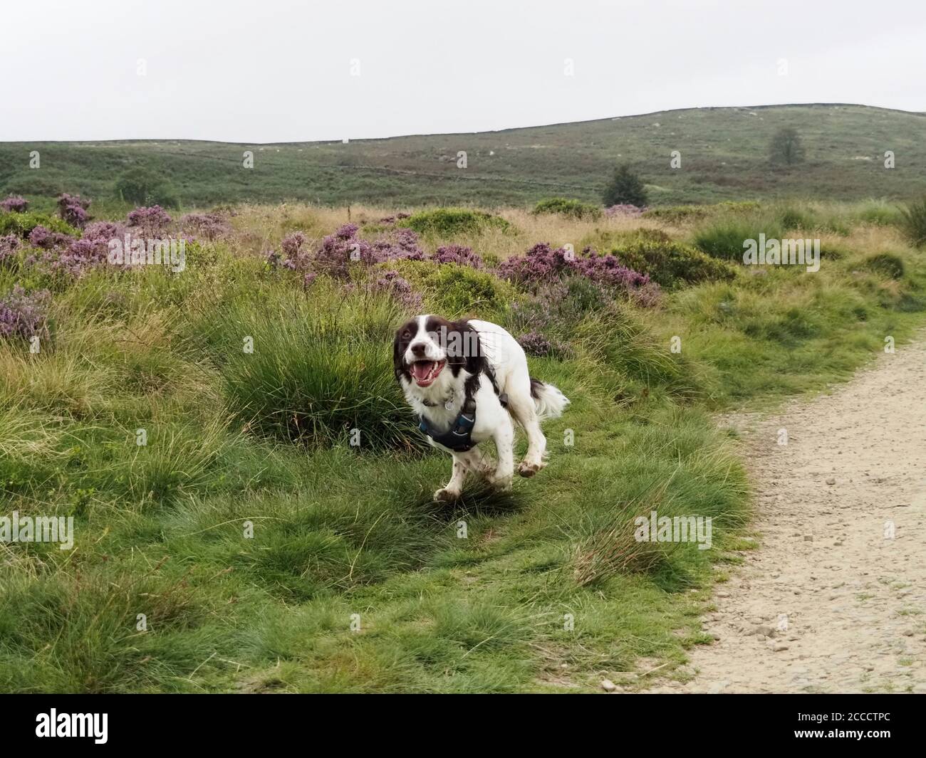 A happy Sprocker spaniel dog running on Ilkley Moor, West Yorkshire ...
