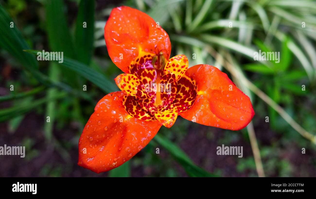 Shocking orange open tropical flower Stock Photo - Alamy