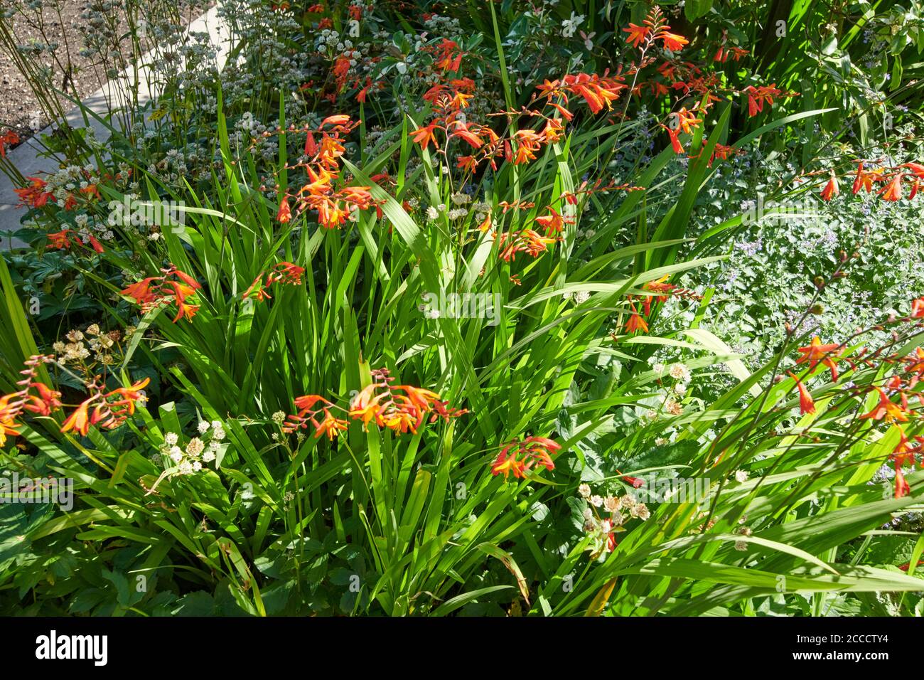 Montbretia (Crocosmia crocosmiiflora) flowering and the seed pods Stock ...