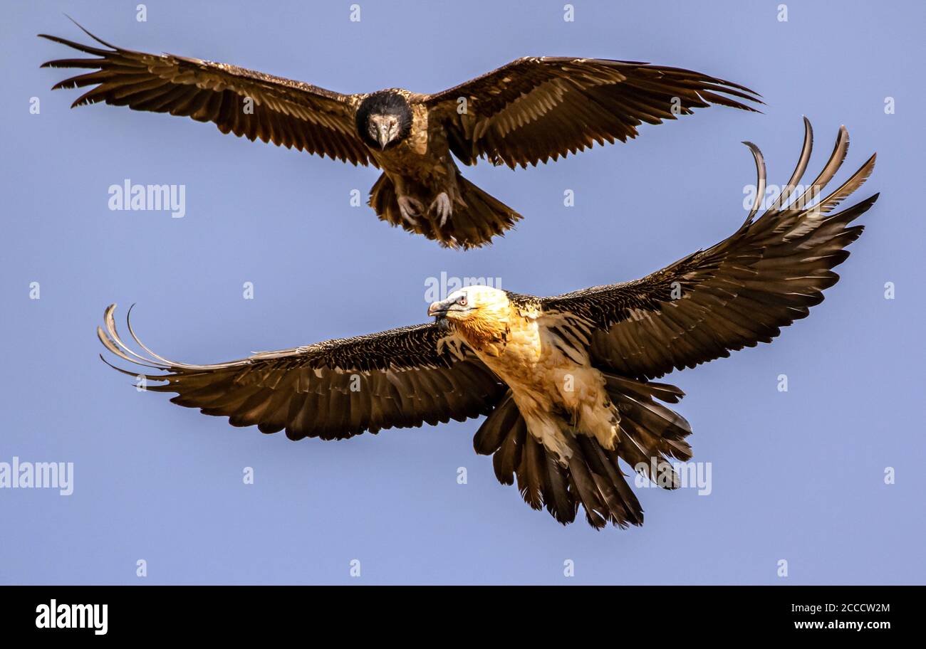 3th of 4th calendar year Lammergeier (Gypaetus barbatus) in the Spanish ...