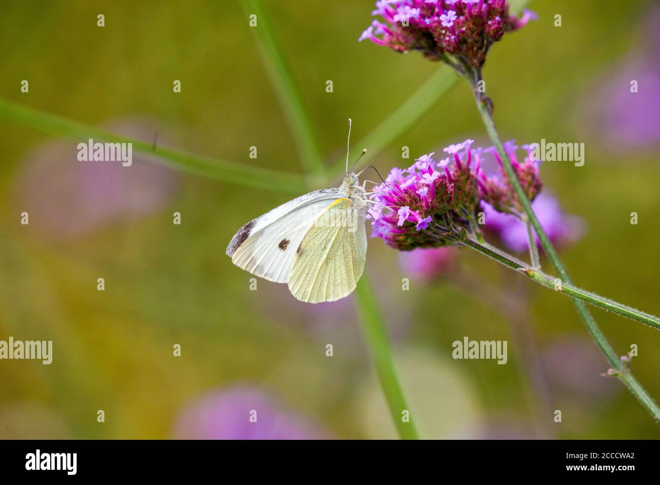 Large White butterfly Pieris brassicaeon on a Verbena flower head in an ...