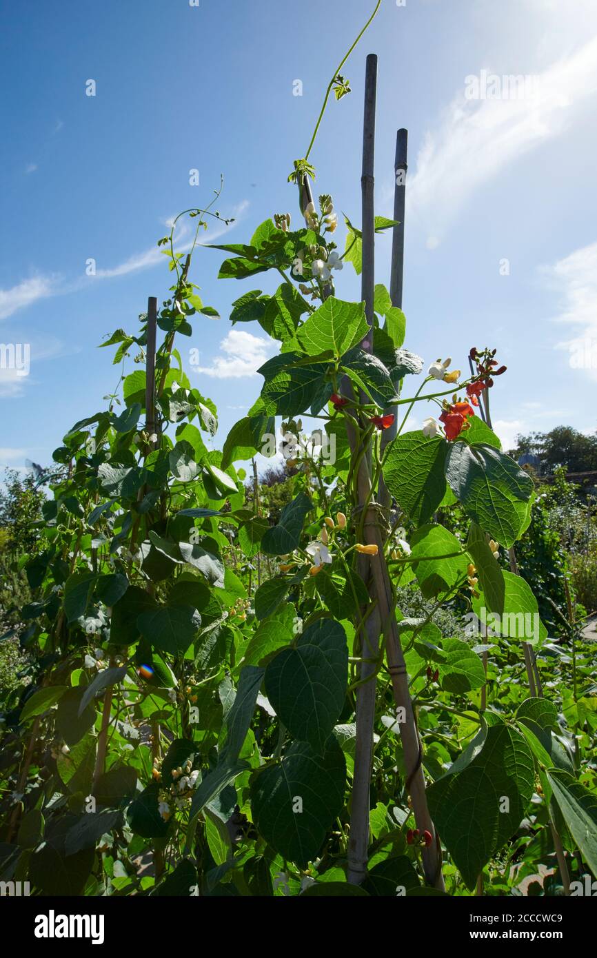 Runner Beans (Phaseolus coccineus) growing in a walled garden in the ...